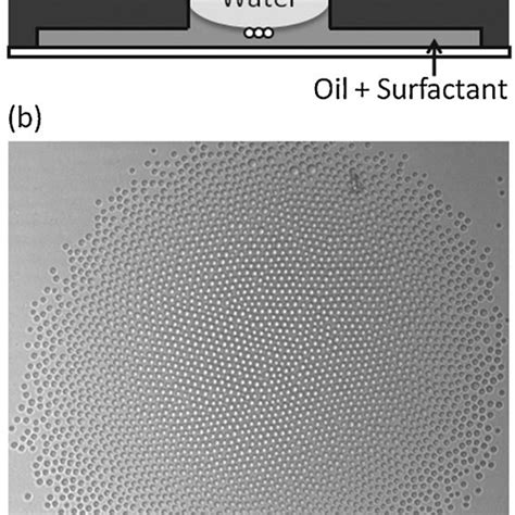 Schematic Representation Of The Transversal View Of The Sample Cell Download Scientific Diagram