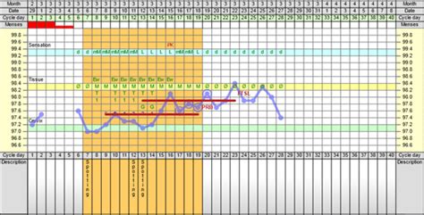 Sympto Thermal Method Diocese Of La Crosse