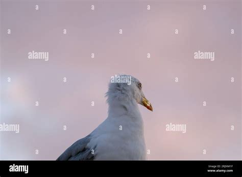 Close Up Seagull Head Neck Beak Details With Blurred Background