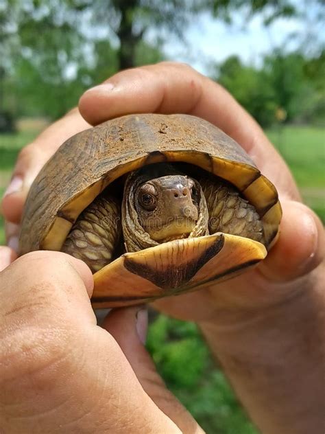 Three Toed Turtle Stock Image Image Of Tortoise Wildlife 248068791