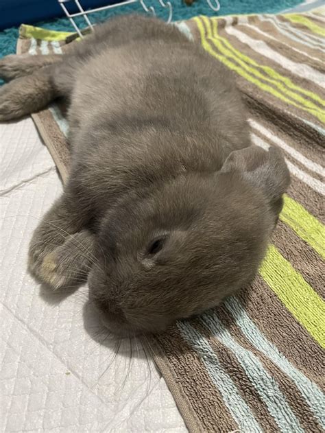 She Looks So Innocent 😇🩶i Promise You Shes Not Rrabbits