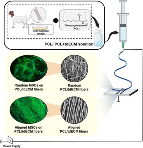 Biomimicking Tendon By Electrospinning Tissue Derived Decellularized Extracellular Matrix For