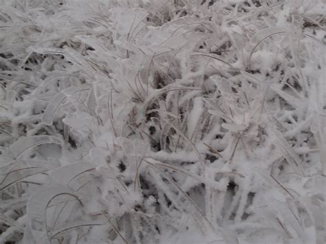 Windlestraw Winterland Drow N Smirr