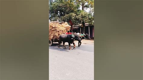 হারিয়ে যাওয়া গ্রামের ঐতিহ্যবাহী যানবাহন Youtube