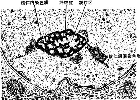 核仁 医学百科 百科知识