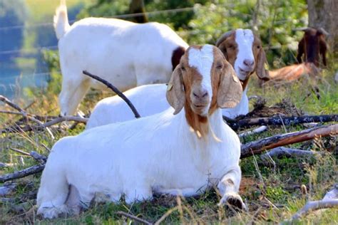 How To Start Goat Farming From Scratch A Complete Guide For Beginners