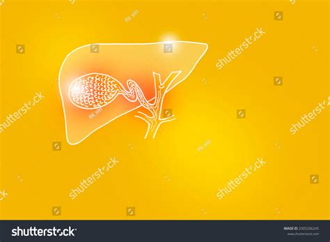 Gall Bladder Recovery Over 32 Royalty Free Licensable Stock