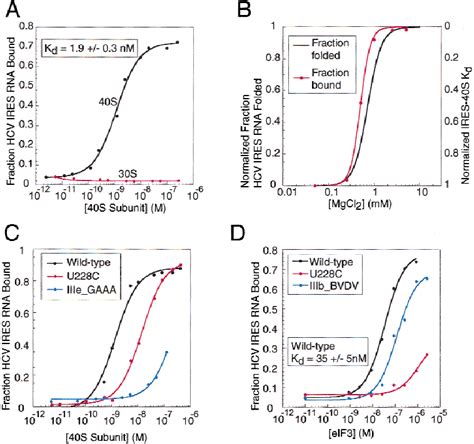 Binding Of Wild Type And Mutant Hcv Ires Rnas To Components Of The 43s Download Scientific