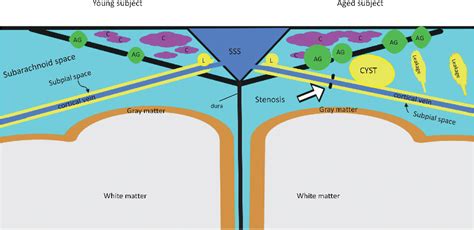 Figure 4 From The Glymphatic System A Review Of The Challenges In Visualizing Its Structure And