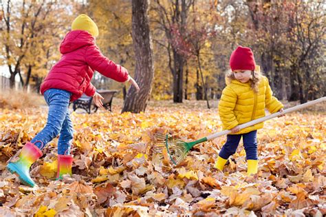 화창한 가을 날 뒷마당에서 가을 단풍 나무 더미에서 긁어 내며 두 명의 어린 귀여운 소녀 아이들은 타락한 잎을 청소하는 데 도움을 줍니다 10월에 대한 스톡 사진 및 기타