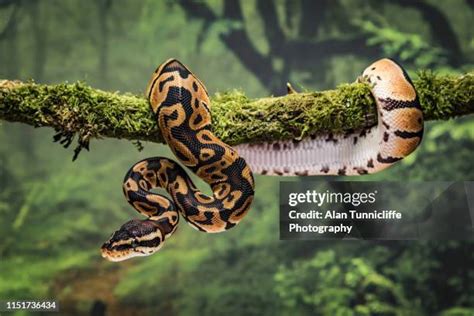 Python Coil Fotografias E Filmes Do Acervo Getty Images