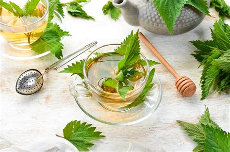 Čaj Od Koprive Za Mršavljenje Koliko Dugo Se Smije Piti Nuspojave Ljekovitost