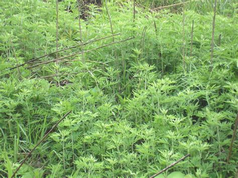 ヨモギの効能薬効入浴剤やお茶におすすめ