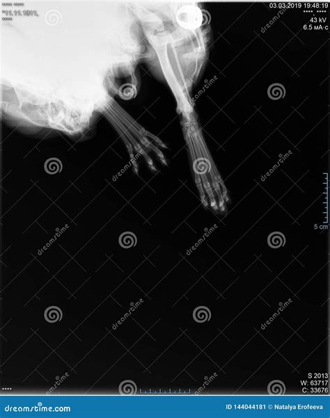 X Ray Of The Hind Leg Of A Cat With A Fracture Of The Calf Bone Fibula