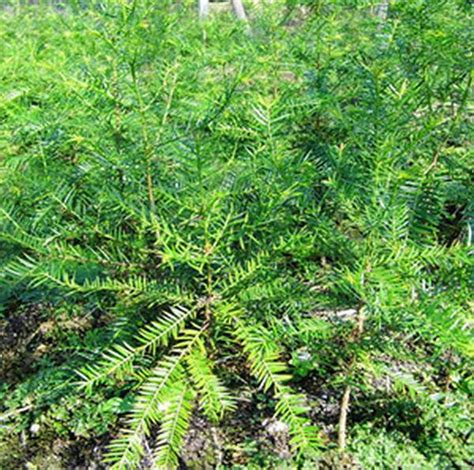 香榧草的功效与作用 香榧草的副作用 药效 用法 图片 39药品通