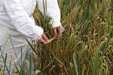 International Winter Wheat Improvement Program IWWIP CIMMYT