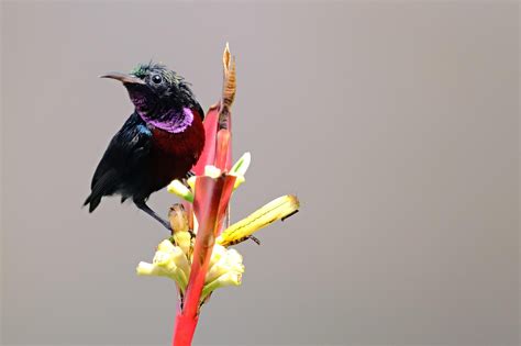 Sunbird Bird