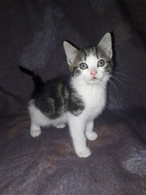 3 Male Kittens In Blackwood Caerphilly Gumtree