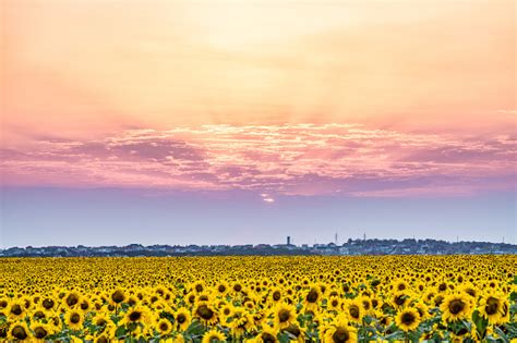 해바라기의 꽃이 만발한 들판과 시골 평야에 일몰 낮은 구름을 통해 태양 광선 아름 다운 자연 채광과 저녁 시골 풍경입니다 0명에