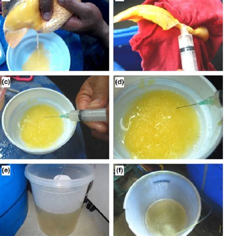 Process Of Artificial Propagation Of X Naritus A Collection Of Download Scientific Diagram