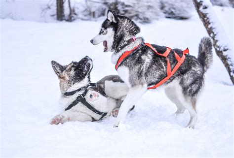 雪の中で遊ぶ犬 無料画像 Public Domain Pictures