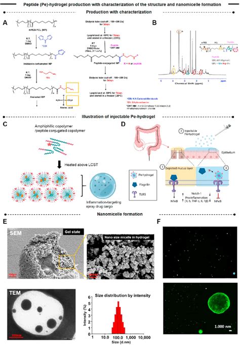 Peptide Pe Hydrogel Production With The Characterization Of The
