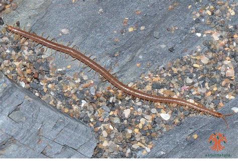 Strigamia Maritima 1 De 2 35637