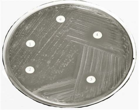 Image Showing The Antibacterial Assay By Disc Diffusion Method C
