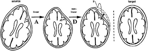 6 Linear Transformation A Non Linear Transformation D Download Scientific Diagram