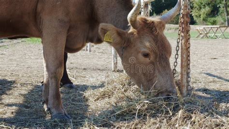 A Chained Cow Eating Hay Forage Stock Video Video Of Ranch Chained
