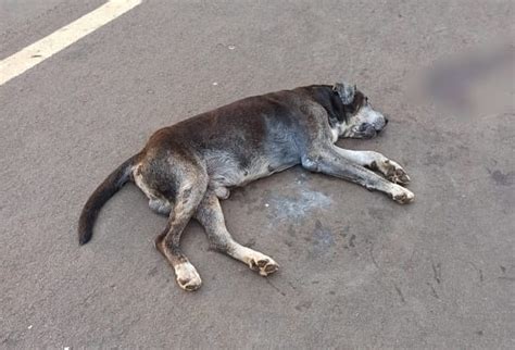 Motociclista Em Alta Velocidade Atropela Cachorro Na Orla Da Lagoa