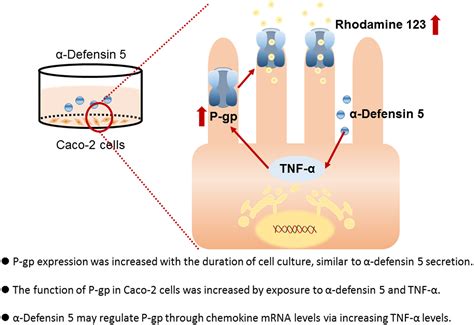 Association Between α‐defensin 5 And The Expression And Function Of P