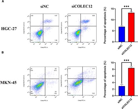 Knockdown Of Colec12 Induces Apoptosis In Gc Cells Flow Cytometry