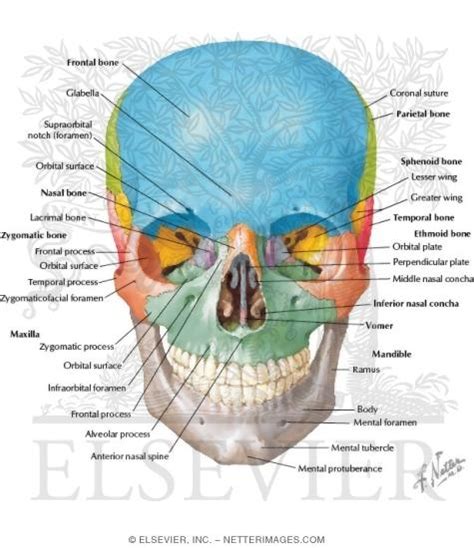 Skull Bones Anatomy Netter