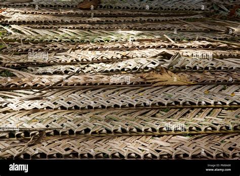 Rows Of Palm Leaf Thatching Drying Out In The South Pacific Tongan Sun