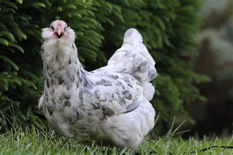 White Araucana Chickens