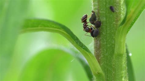 Ants Taking Care Of Aphids High Magnification Macro Shot Aphids On A