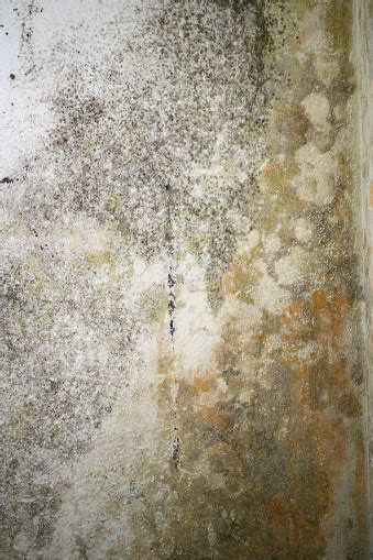 방의 벽에 회색 곰팡이와 곰팡이 방의 높고 과도한 습도의 영향 0명에 대한 스톡 사진 및 기타 이미지 0명 거친 건강관리와 의술 Istock