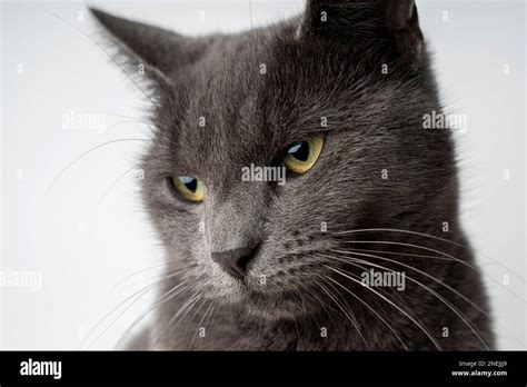 Russian Blue With Yellow Eyes