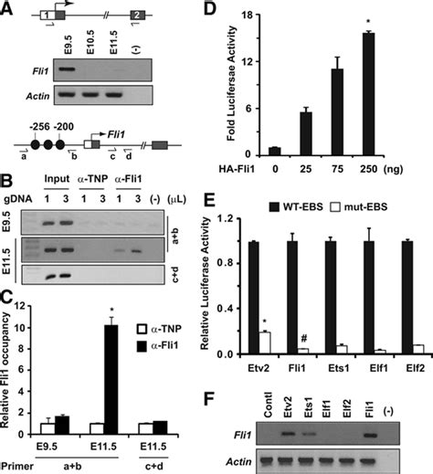 Fli1 Acts Downstream Of Etv2 To Govern Cell Survival And Vascular