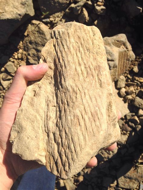 Found What I Think Is Some Lepidodendron R Fossils