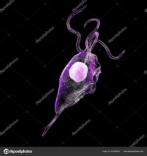 Trichomonas Vaginalis Protozoan Isolated Black Background Illustration