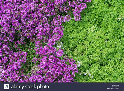 Thymus Serpyllum Coccineus Creeping Red And Thymus Cilicicus Pink Stock
