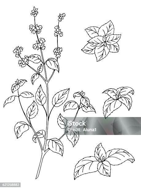 바질 허브 꽃 그래픽 블랙 화이트 고립 된 스케치 일러스트 벡터 검은색에 대한 스톡 벡터 아트 및 기타 이미지 검은색
