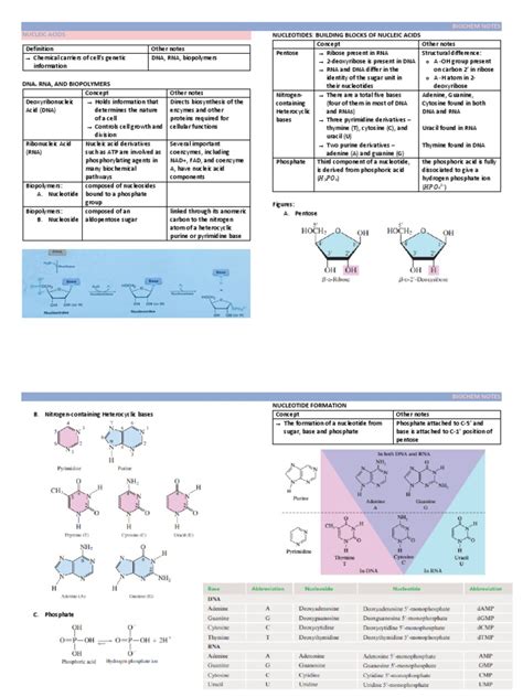 Biochemistry Nucleic Acid Pdf