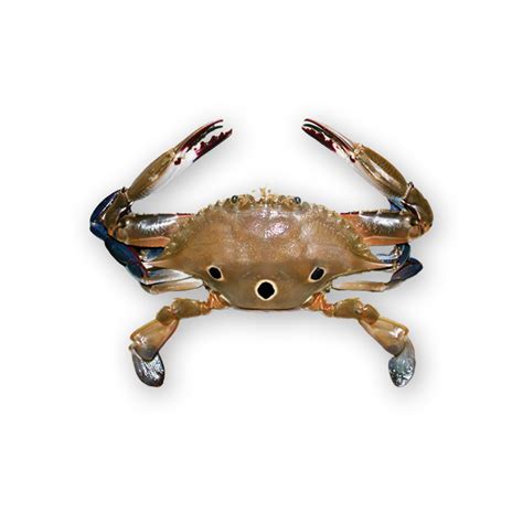 Three Spot Crab 1kg Sheraz Seafood