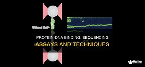 Protein Dna Binding Sequencing Assays And Techniques Medshun