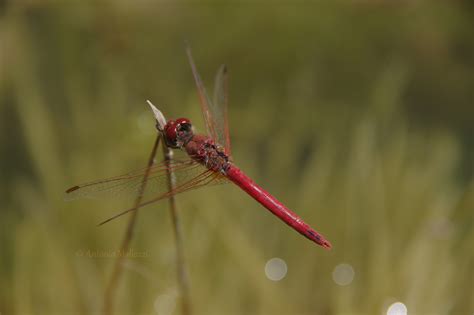 Libellula rossa | JuzaPhoto