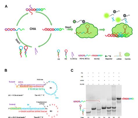 Figure 1 From Crispr Cas And Catalytic Hairpin Assembly Technology For Target Initiated