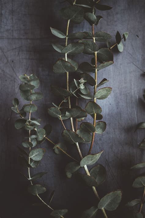 Eucalyptus 1080p 2k 4k 5k Hd Wallpapers Free Download Wallpaper Flare